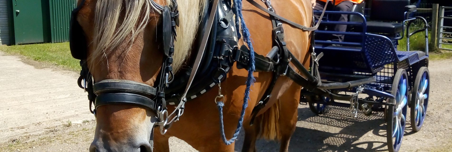 Carriage Driving Lessons - Surrey Hills and Bracknell Forest Carriage ...